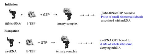Molecular Biology Why Do Bacteria Use Formylated Methionine In The Initiator Trna While