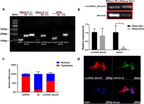 Identification Of Circrna Maml2 Ring Structure And Location Experiment Download Scientific