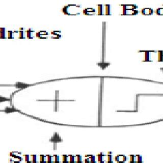 Components Of A Neuron Download Scientific Diagram
