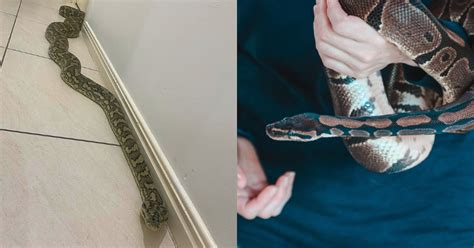 8 Foot Python Successfully Rescued