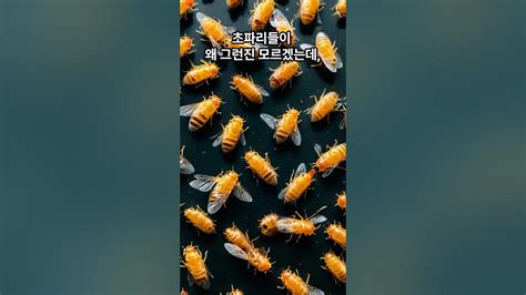 여름만 되면 난리치는 초파리 없애는 퇴치법 초파리 퇴치 방법 없애는 파리 Youtube 여름만 되면 난리치는 초파리 없애는 퇴치법 초파리 퇴치 방법 없애는 파리 Youtube