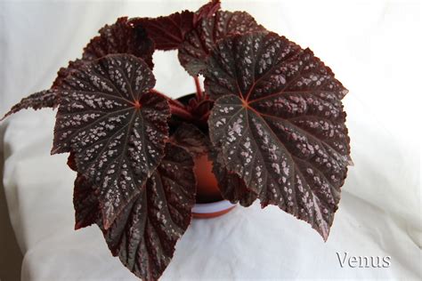 Бегония рекс (74 фото)