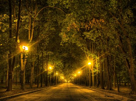 Hit The Lights Light Pollutions Negative Impact On Urban Trees DeepRoot Blog