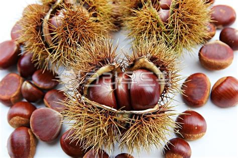 밤송이 밤 알밤 음식 열매 사진 이미지 일러스트 캘리그라피 함께사는세상작가