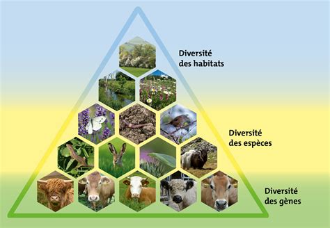 La Biodiversité Expliquée