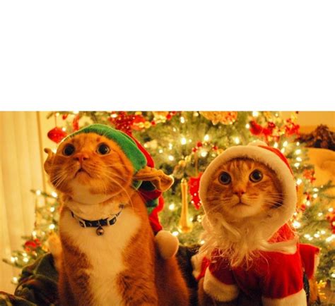 Создать мем кот гирлянда кот новогодний смешные новогодние котики Картинки Meme