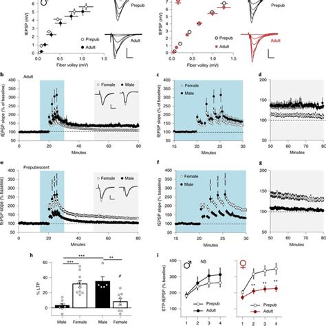 LTP Induction In Prepubescent Female Rats Is Dependent On Activation Of Download Scientific