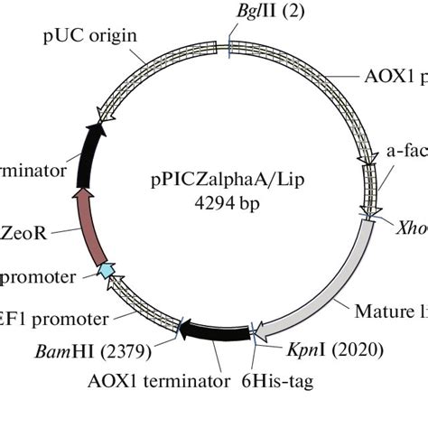 A Genetic Map Of The Ppiczalphaalip Recombinant Plasmid Puc Ori