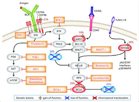 Disrupted Signaling Pathways In Abc Dlbcl Abc Dlbcl Is Defined By Download Scientific Diagram