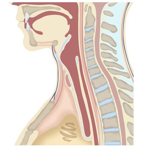 Nódulos Tireoidianos E Os Perigos Para O Paciente Blog De Medcof