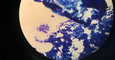 Microscope Album On Imgur