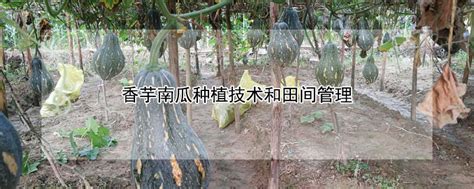 香芋南瓜种植技术和田间管理 发财农业网