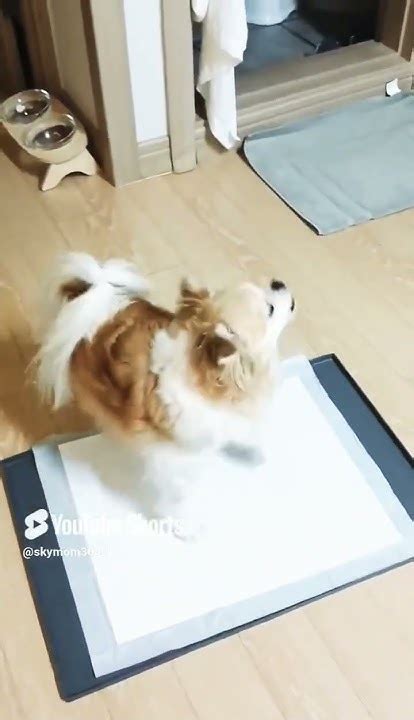 하누라~~~~ㅋㅋㅋㅋ 강아지 짖을땐 미친개 ㅋㅋㅋ 물수도ㅋㅋ야누스 하눌ㅋ Youtube