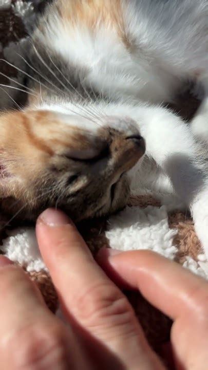 발바닥 만지면 좋아하는 고양이 Youtube