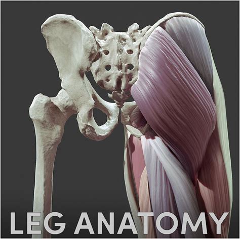 Leg Anatomy Jekabs Jaunarajs On Artstation At Artstation
