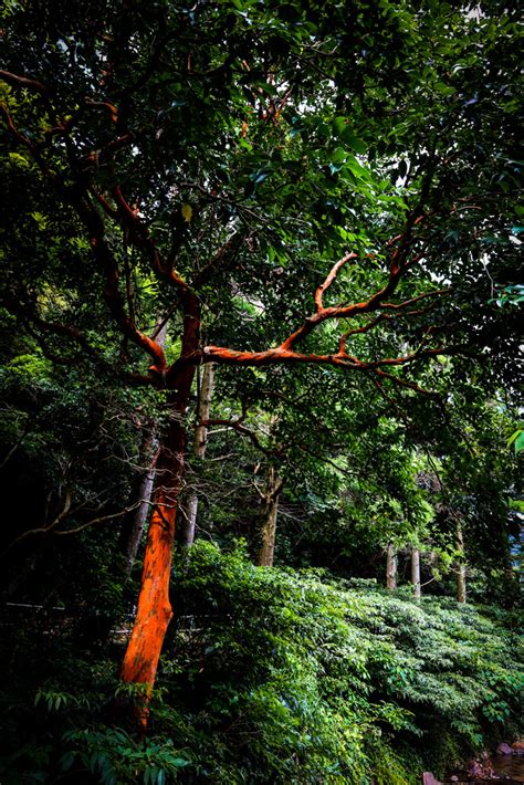 By Sho Butterfy Id Photohito