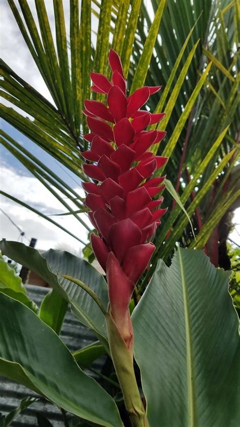 무료 사진 꽃 플로 라 허브 공장 노란색 여름 자연 잎 꽃가루 야외에서