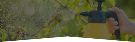 Tree Insect And Disease Management Ottawa Croft Tree Experts