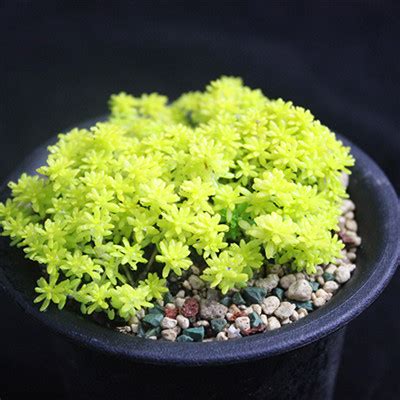 黄金万年草的四季养护方法 花百科
