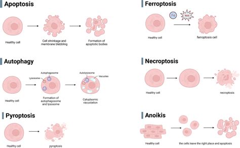 Role Of Ubiquitin Specific Proteases In Programmed Cell Death Of Breast Cancer Cells Pmc