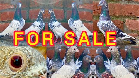 Golden Teddy Dab Wale Kabutar For Sale 8437090099 Location Amritsar Delivery All India Available