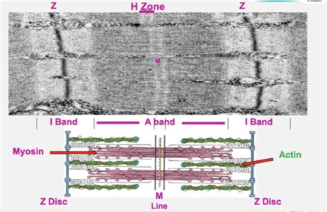 Sarcomere Structure And Muscle Contraction Flashcards Quizlet