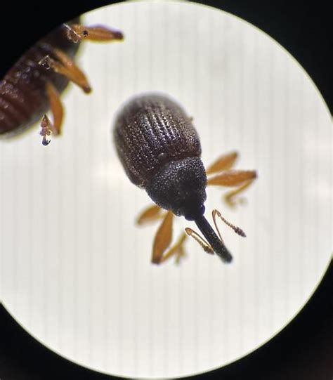 Anthonomus Bugguidenet