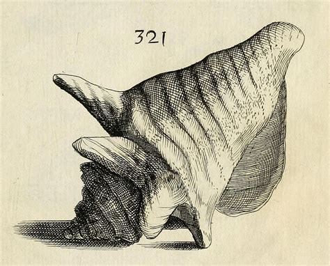 Conch Shell Sketch At PaintingValley Com Explore Collection Of Conch Shell Sketch