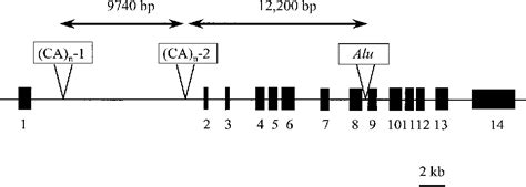 Figure 1 From Short Tandem Repeat Polymorphism Alu Haplotype Variation