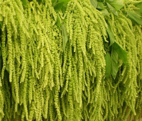 Amaranthus Love Lies Bleeding Green Amaranthus Caudatus Seeds