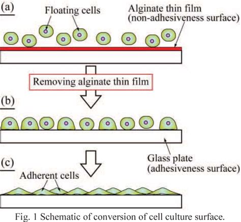 Figure 1 From Fabrication Of A Microwell Array Having Convertible Cell