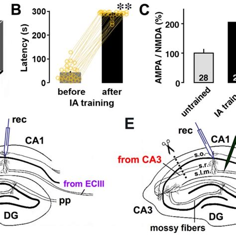 Inhibitory Avoidance Ia Task And Recording Sites A Schematic Download Scientific Diagram