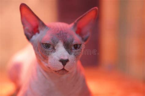 Portrait Of A Sphinx Cat In Red Light Close Up Stock Image Image Of Hairless Mammal 257887561