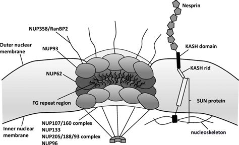 Nuclear Pore Complex Diagram Inhibition Of Host Mrna Nuclear Export By