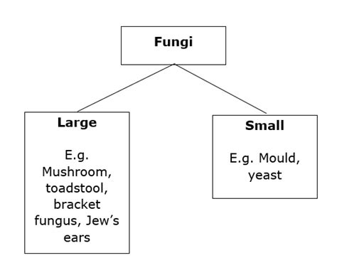 Fungi Kingdom Classification Chart