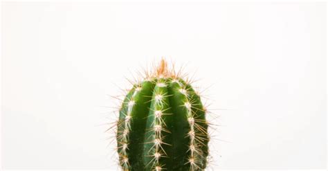 How To Send Sms Messages Using Python Sms Api Smsapi Blog