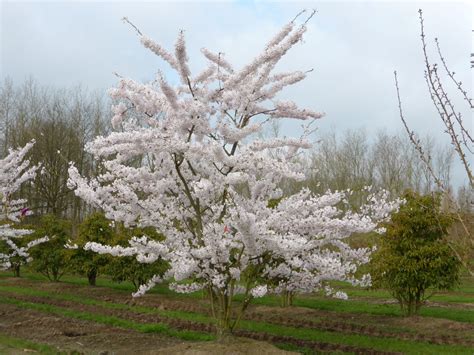 Prunus ×yedoensis Prunus ×yedoensis Van Den Berk Baumschulen