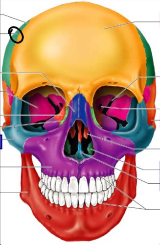 Anat Test Skeletal System Flashcards Quizlet