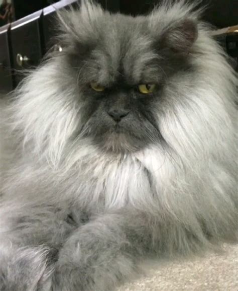 The Angriest Cat Ive Ever Seen Rfunny