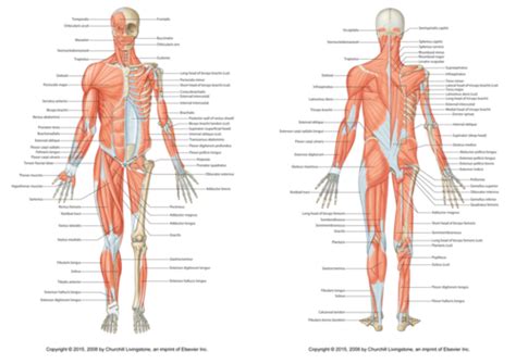 Musculoskeletal System Flashcards Quizlet