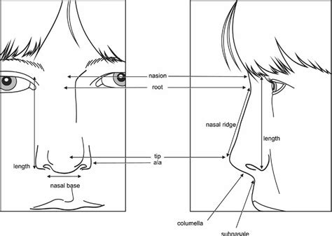 Elements Of Morphology Human Malformation Terminology
