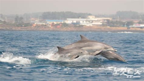 제주남방큰돌고래에 법인격 준다면 노컷뉴스