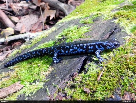 Blue Spotted Salamander Range Map At Jeremy Fenner Blog