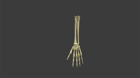 hand and forearm bones 3d model by mosaazazmah [22e68bb] sketchfab