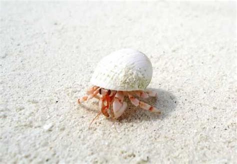 소라게 키우기 특징 온도 먹이 등 사육요령 미로츄