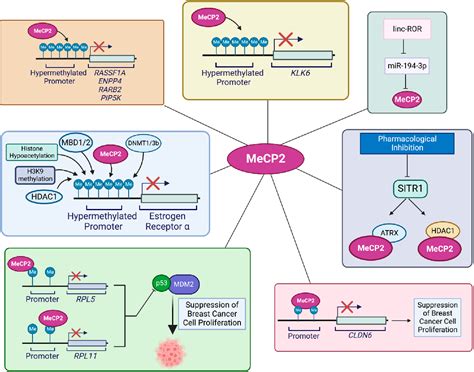 Figure 1 From The Epigenetic Reader Methyl Cpg Binding Protein 2 Mecp2