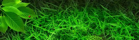 Illustration Green Grass Header 9061 Applied Gaia