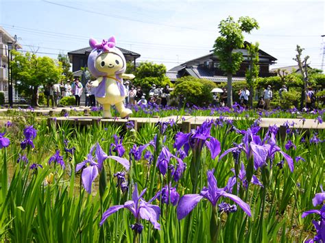 史跡八橋かきつばたまつり イベント情報 愛知県知立市公式観光サイト知立観光ナビ