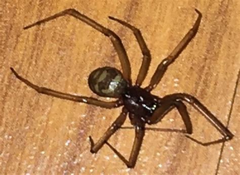 Male Steatoda Grossa False Black Widow In Seattle Magnolia Washington United States