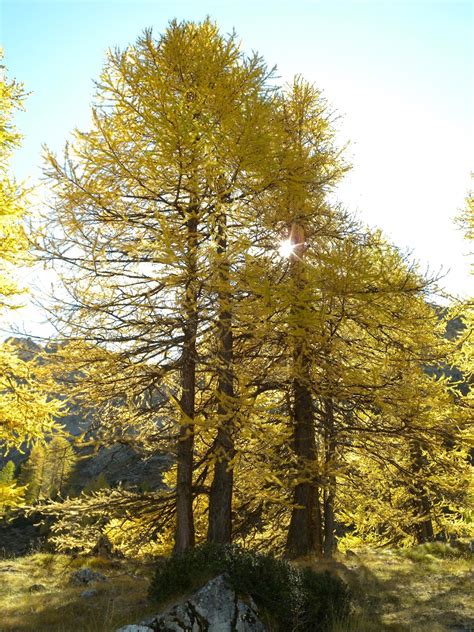 Trees Planet Larix Decidua European Larch
